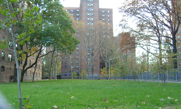 Seeing Green: NYCHA Aims to Cut Carbon, and Costs - City Limits