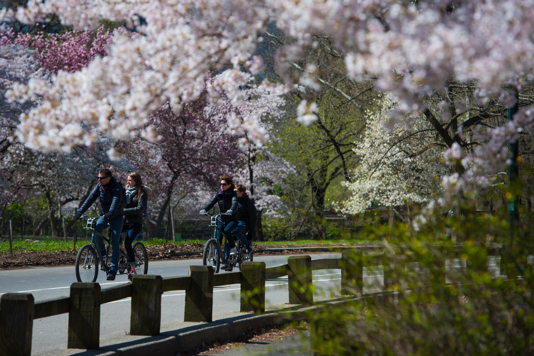 Mayor Adams Promised 20,000 Trees a Year. But Budget Cuts Threaten ...