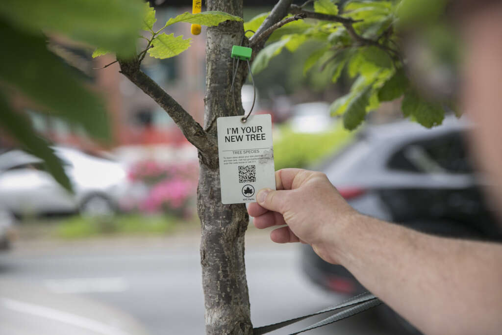 Planting Certain Trees Can Make NYC's Polluted Air Worse, New Study ...